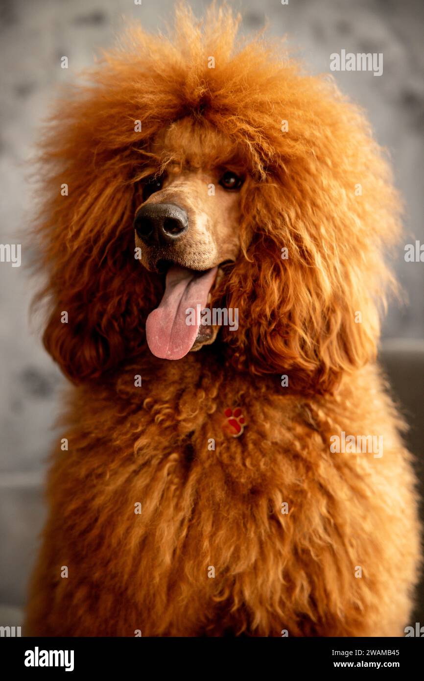 Royal poodle hi-res stock photography and images - Alamy