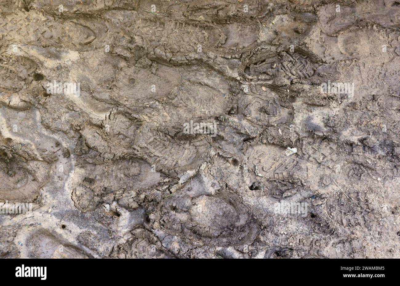 Foot mark on the jungle trail. Shoe prints on wet gravel or mud in ...