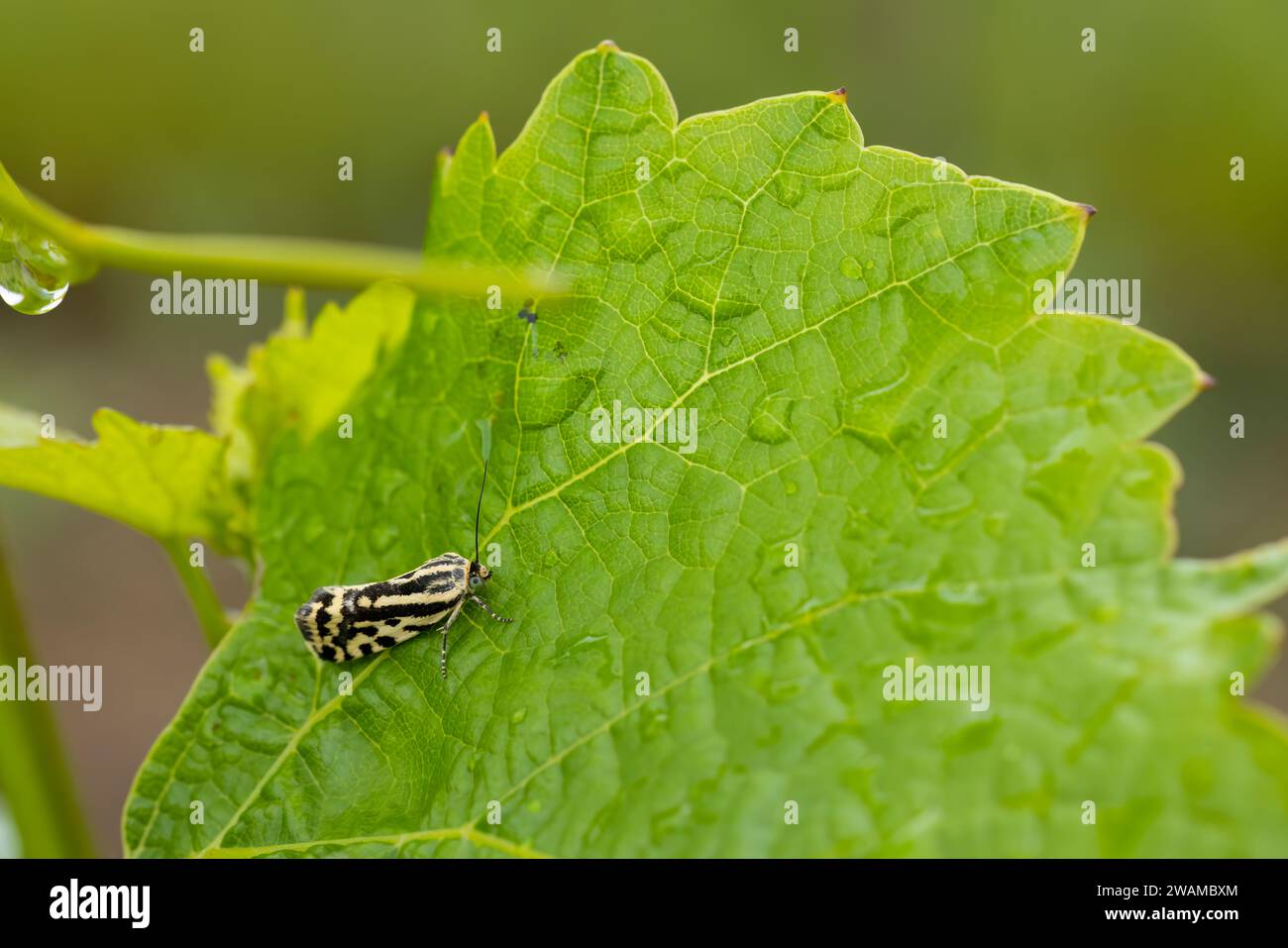 Phylloxera hi-res stock photography and images - Alamy