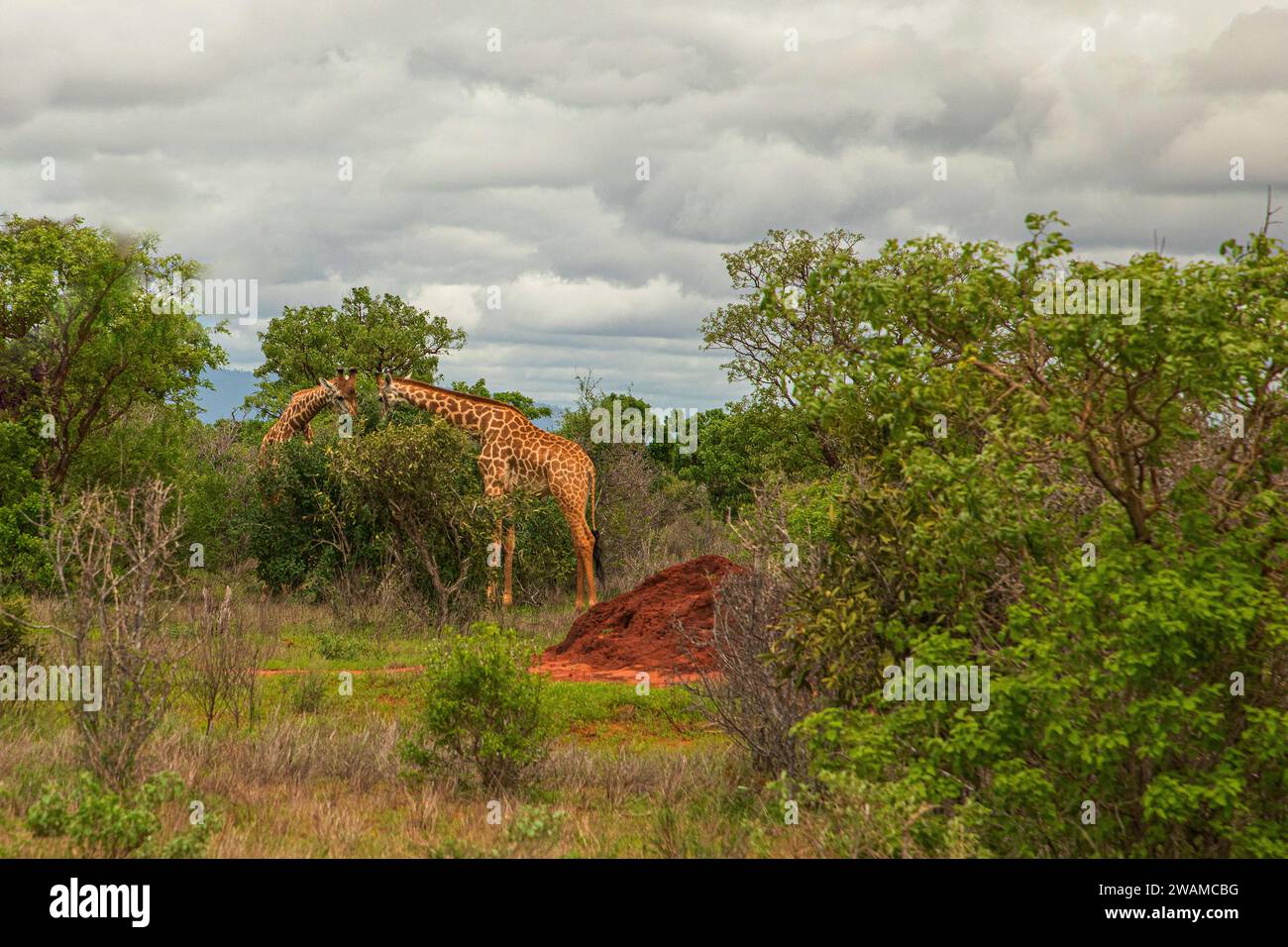 some giraffe walk through the savannah between the plants. Nature ...