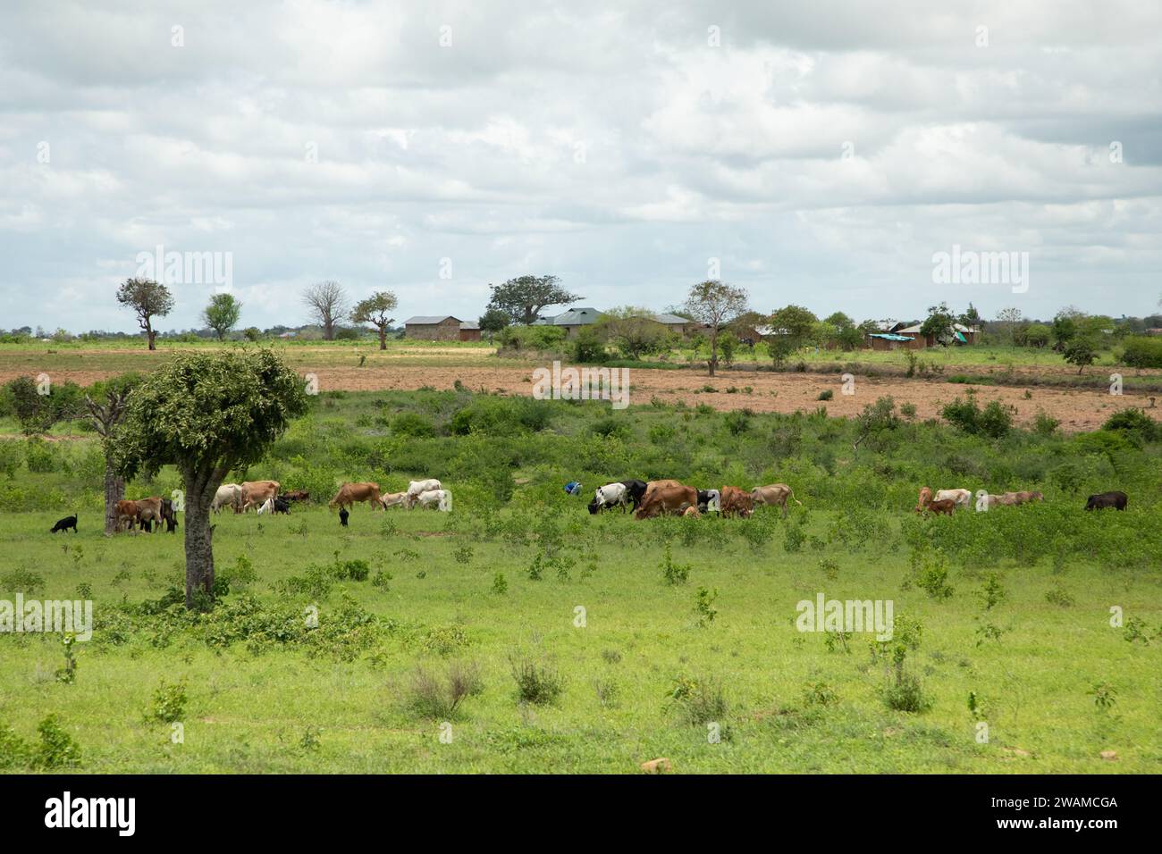 group of cows grazing on the pasture village in Africa landscape ...