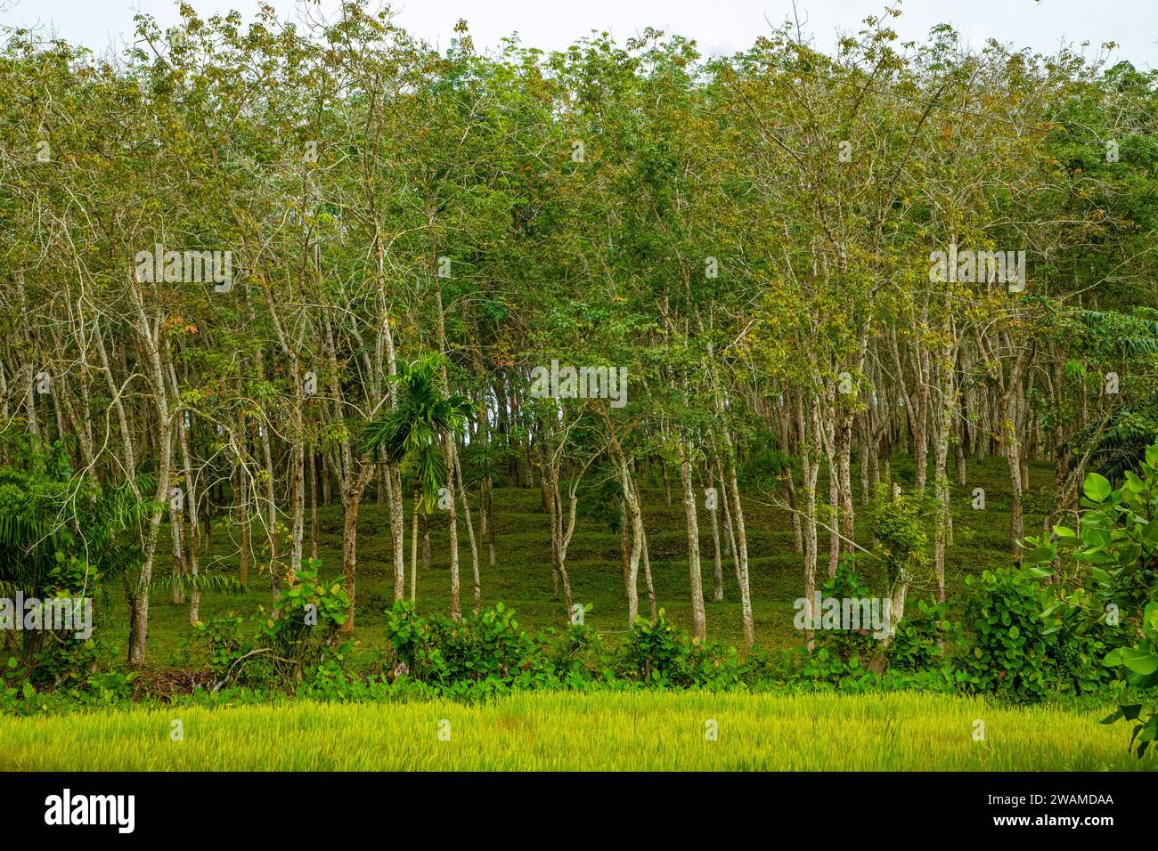 Enchanting Rubber Tree Grove in Sri Lanka. row of rubber trees ...