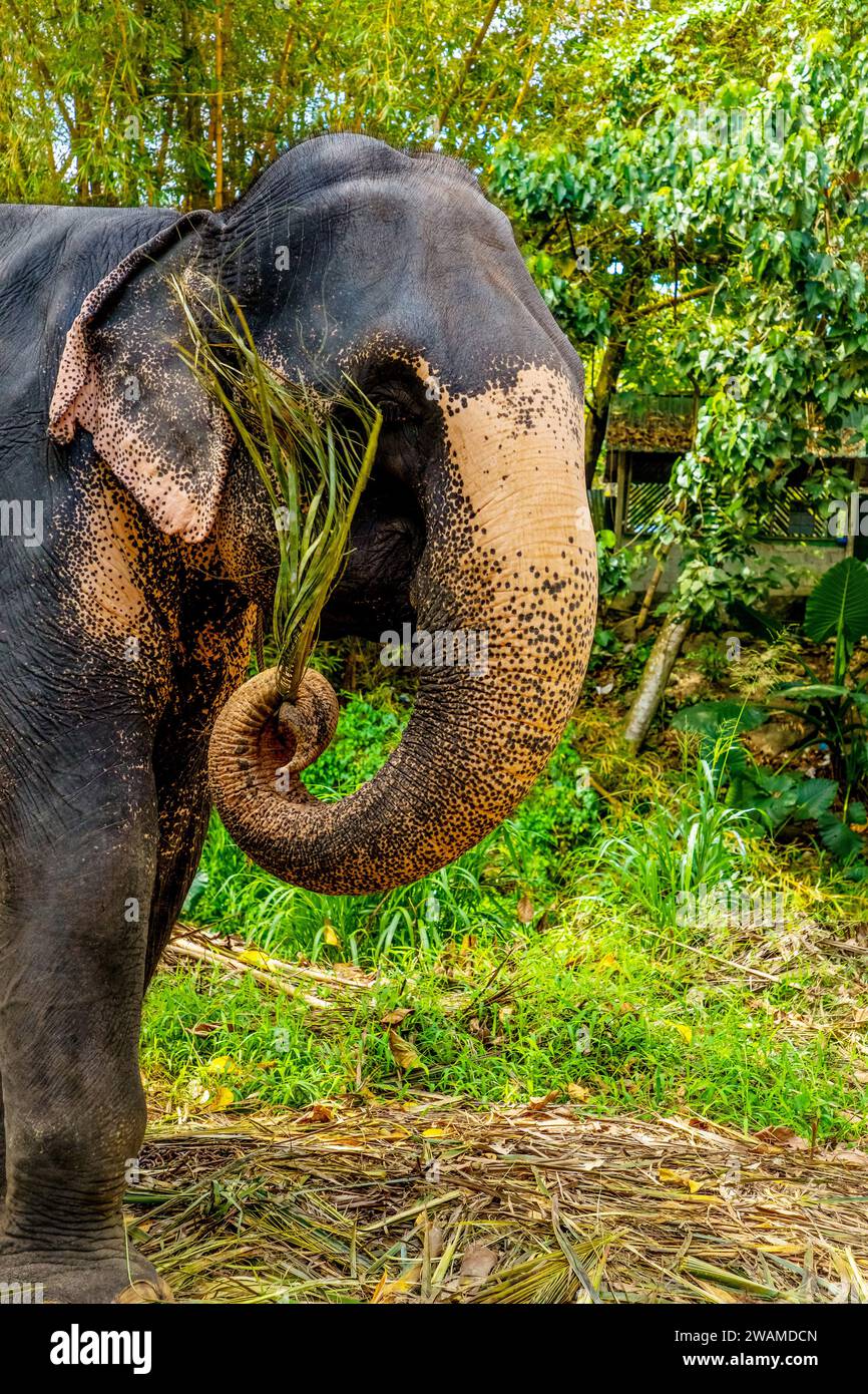 large Asian elephant with specific skin color, small gray dots on pink ...