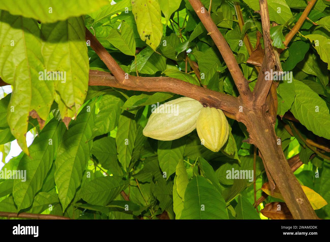 Green Cocoa pods grow on tree close-up. ( Theobroma cacao ) with fruits ...