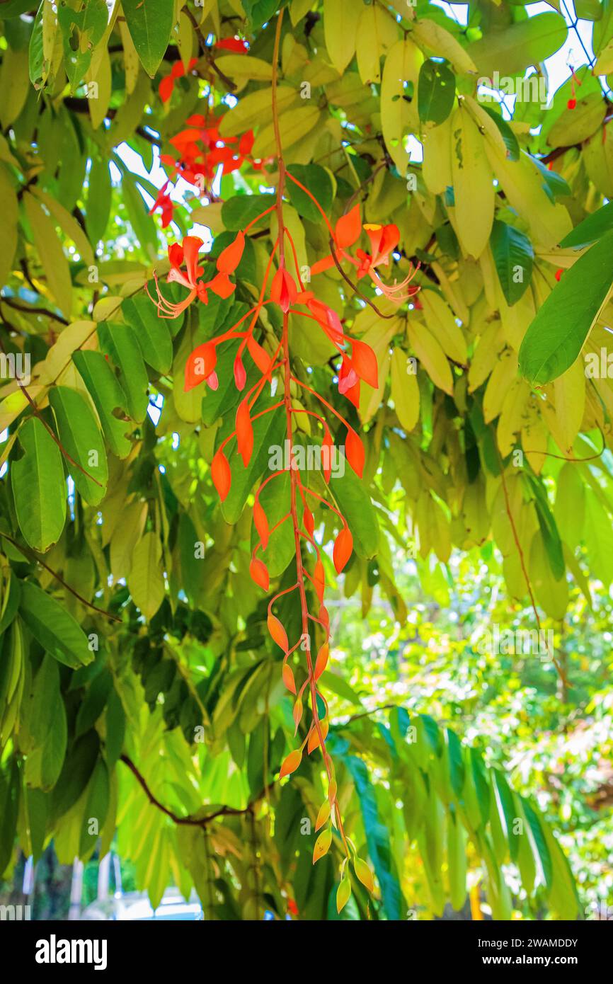 Amherstia nobilis wall hi-res stock photography and images - Alamy