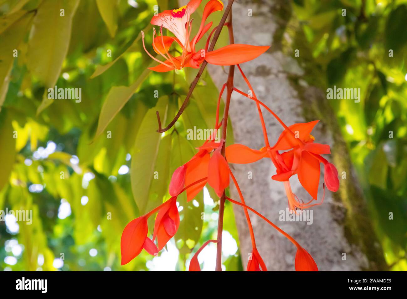 Amherstia nobilis wall hi-res stock photography and images - Alamy