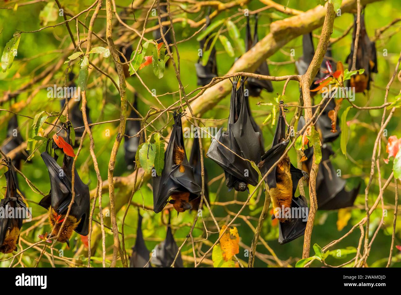 close-up hanging Mariana fruit bat (Pteropus mariannus) on blue sky ...