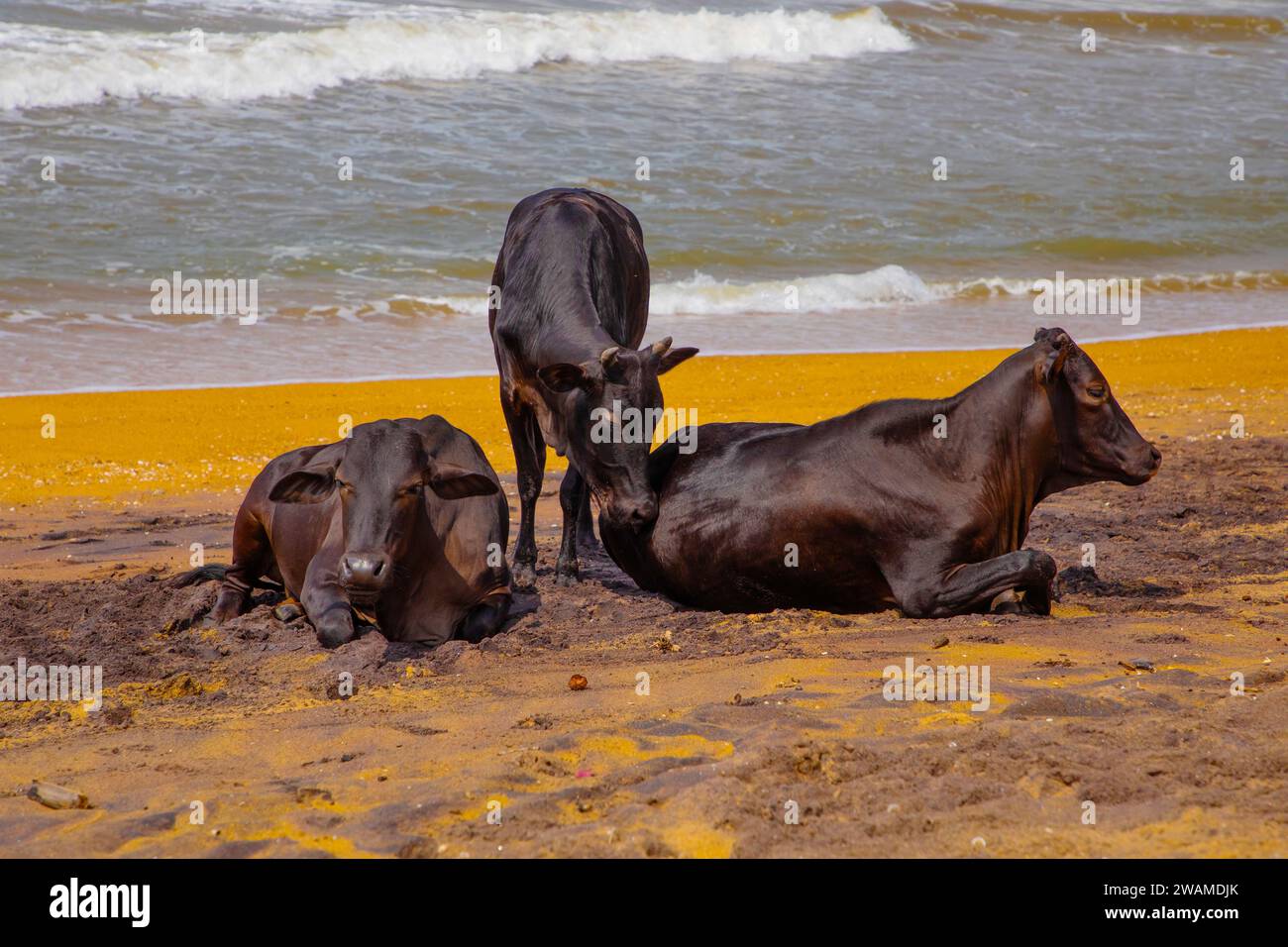 Cows rest lying and standing on traditional oher beach of Sri Lanka ...