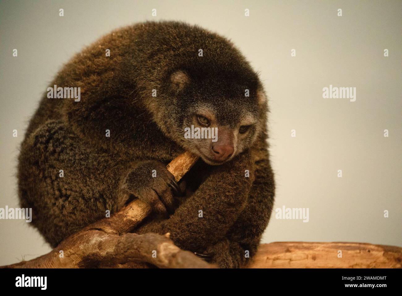 cute wild bear cuscus aulirops ursinus arboreal against blure ...