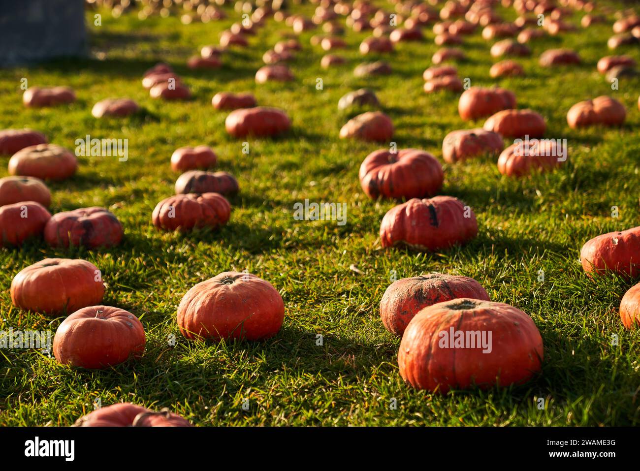 Lots of pumpkins in pumpkin patch warming in sun rays in fall. Front ...