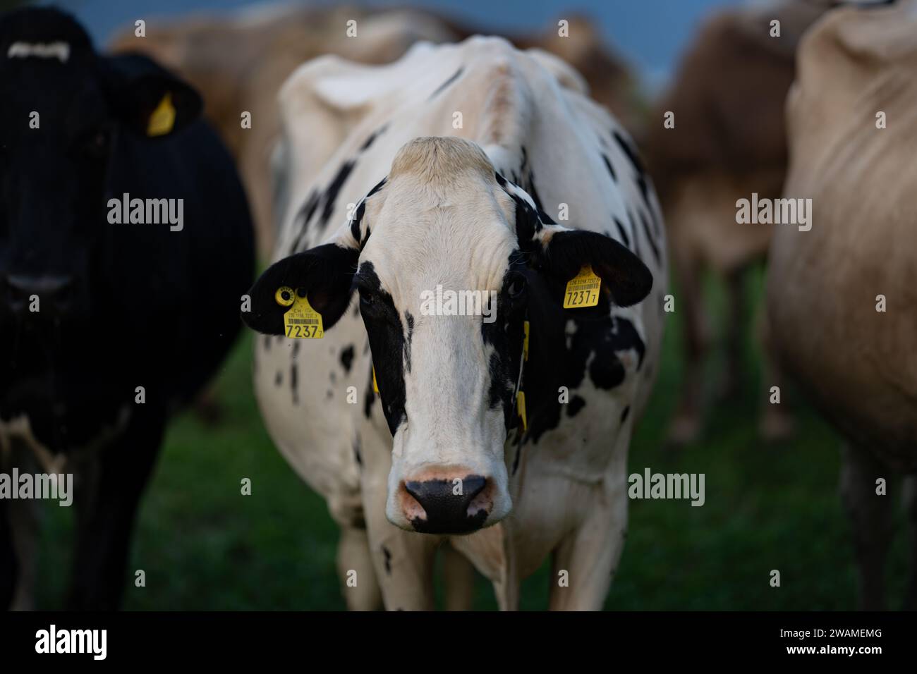 Beefmaster cow hi-res stock photography and images - Alamy