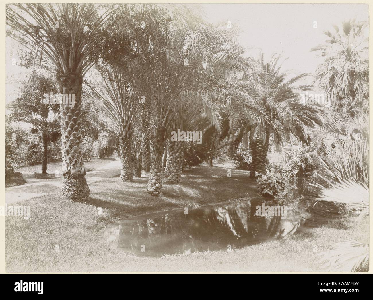 Palmentuin hi-res stock photography and images - Alamy