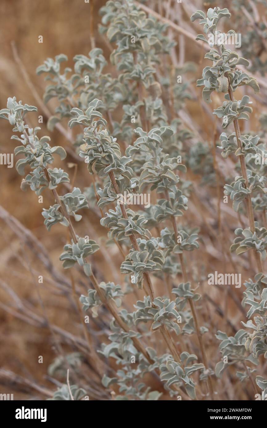 Salvia Dorrii Variety Dorrii, a native shrub displaying spatulately ...