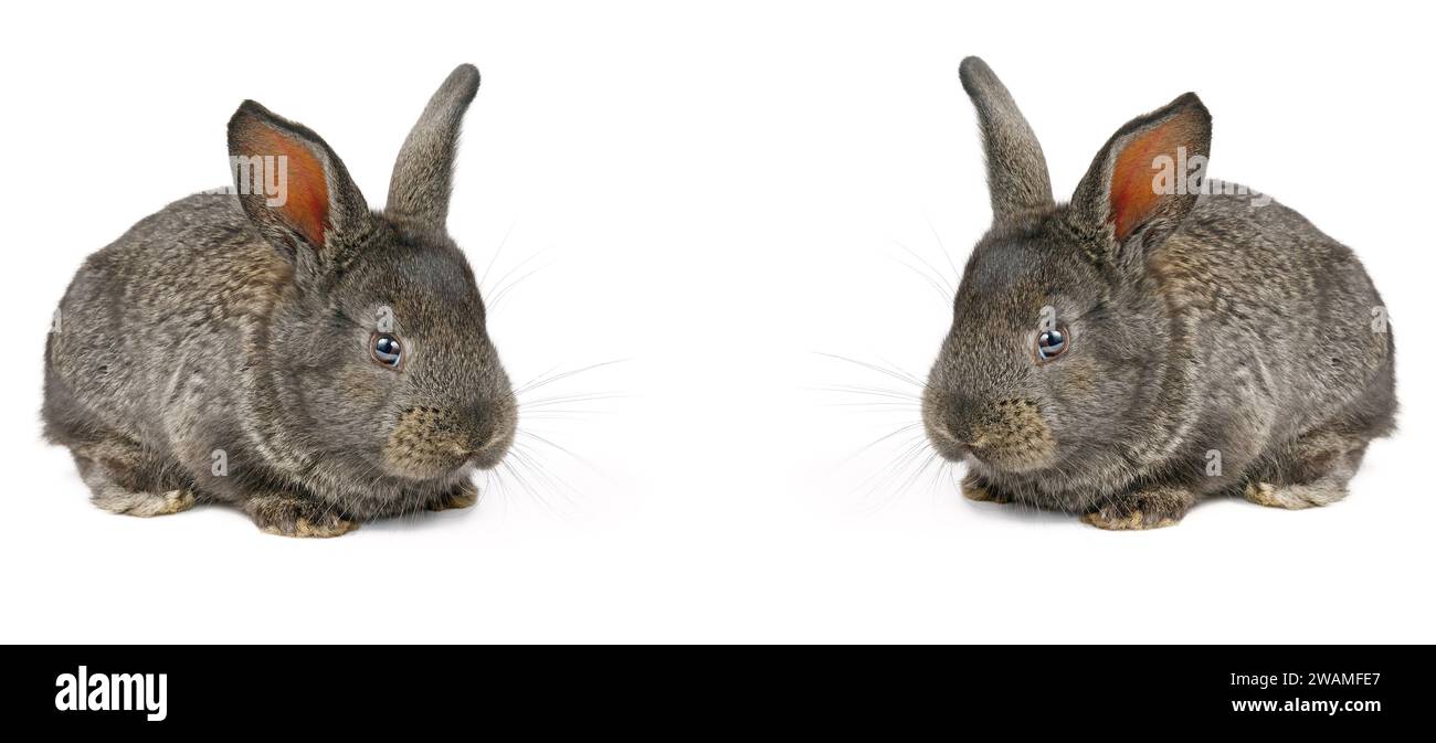 Little domestic rabbits isolated on white background. Collage. Wide ...