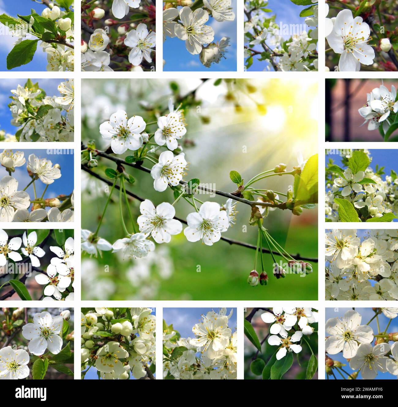 Collage of beautiful flowering trees Stock Photo - Alamy