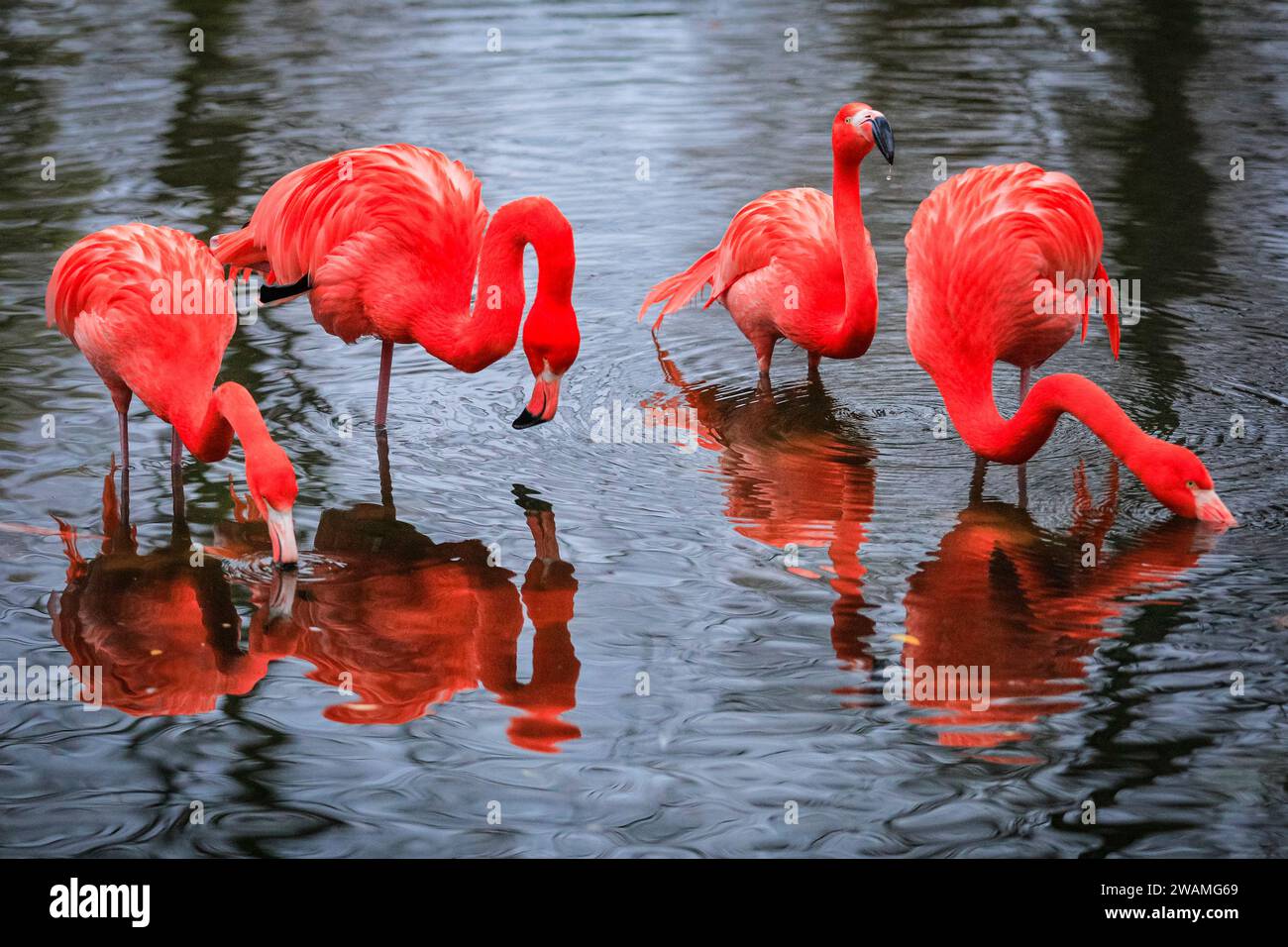 Duisburg, Germany. 05th Jan, 2024. The resident group of beautiful ...