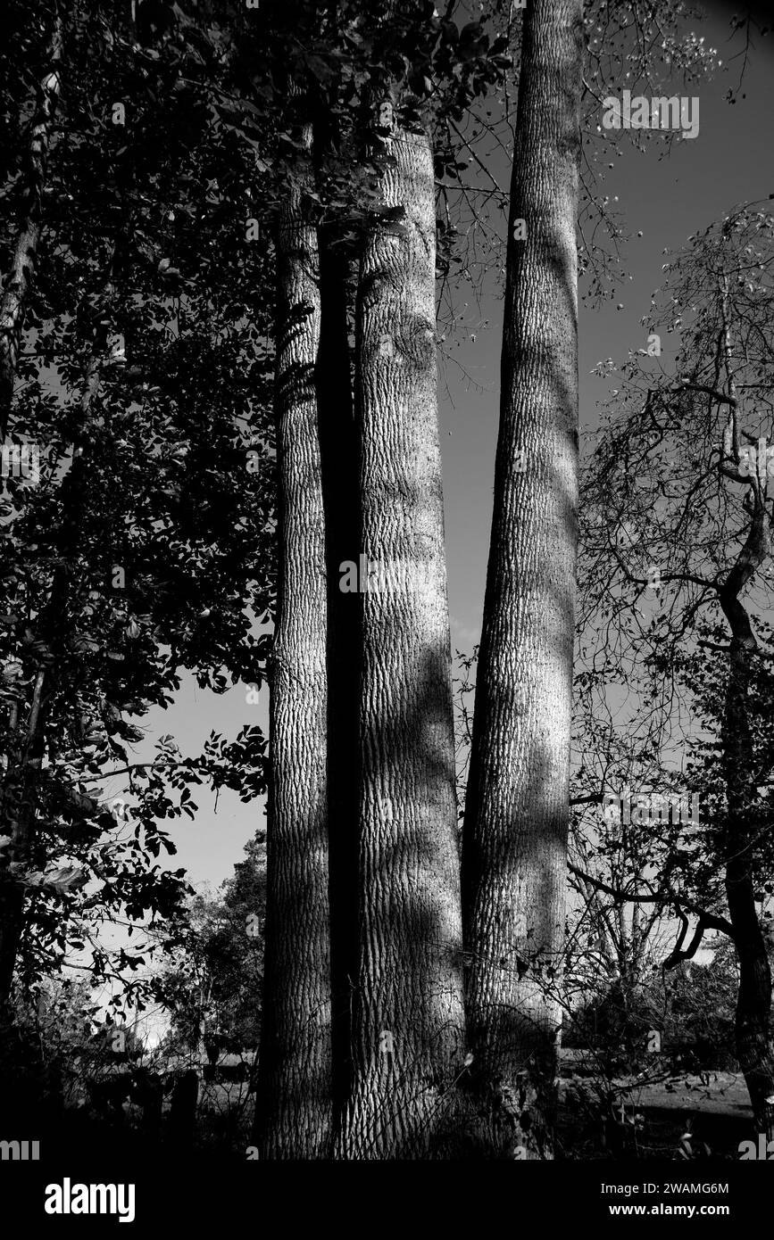 Poplar timber Black and White Stock Photos & Images - Alamy
