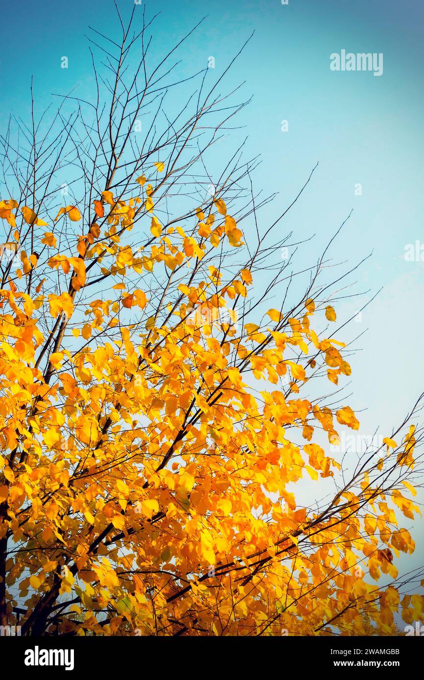 Bright yellow autumn tree on sky background Stock Photo - Alamy
