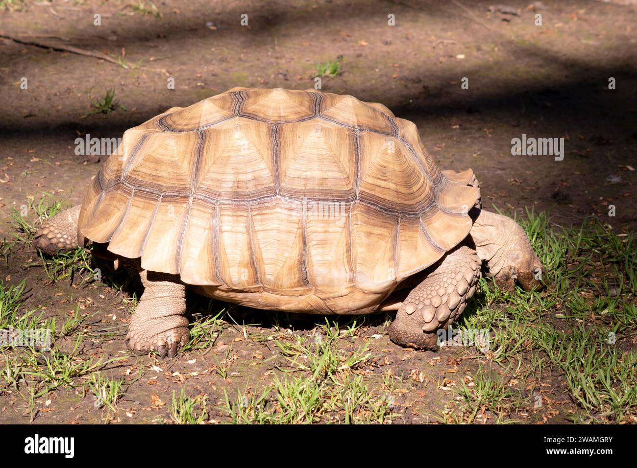 Worlds largest land hi-res stock photography and images - Alamy
