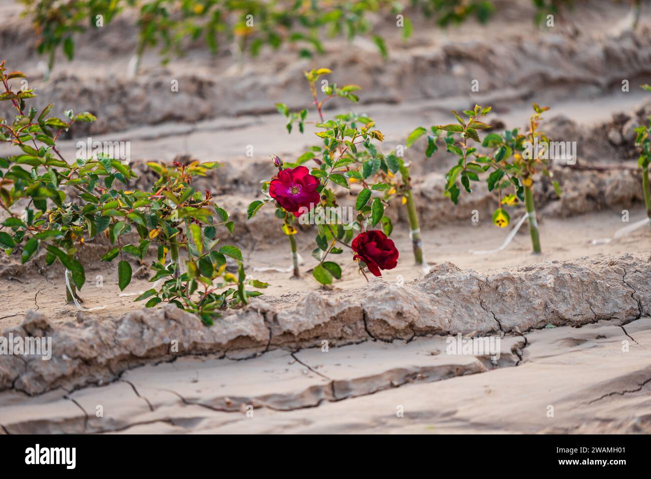 Rosebush Farming in the Arizona Desert showing rosebushes on dry soil ...