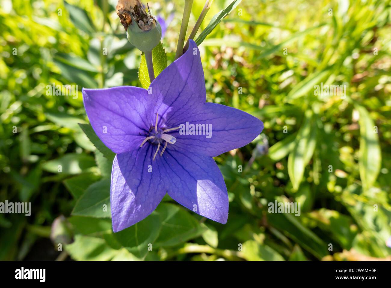 Balloon Flower Platycodon Grandiflorus With Its Purple Colour In The