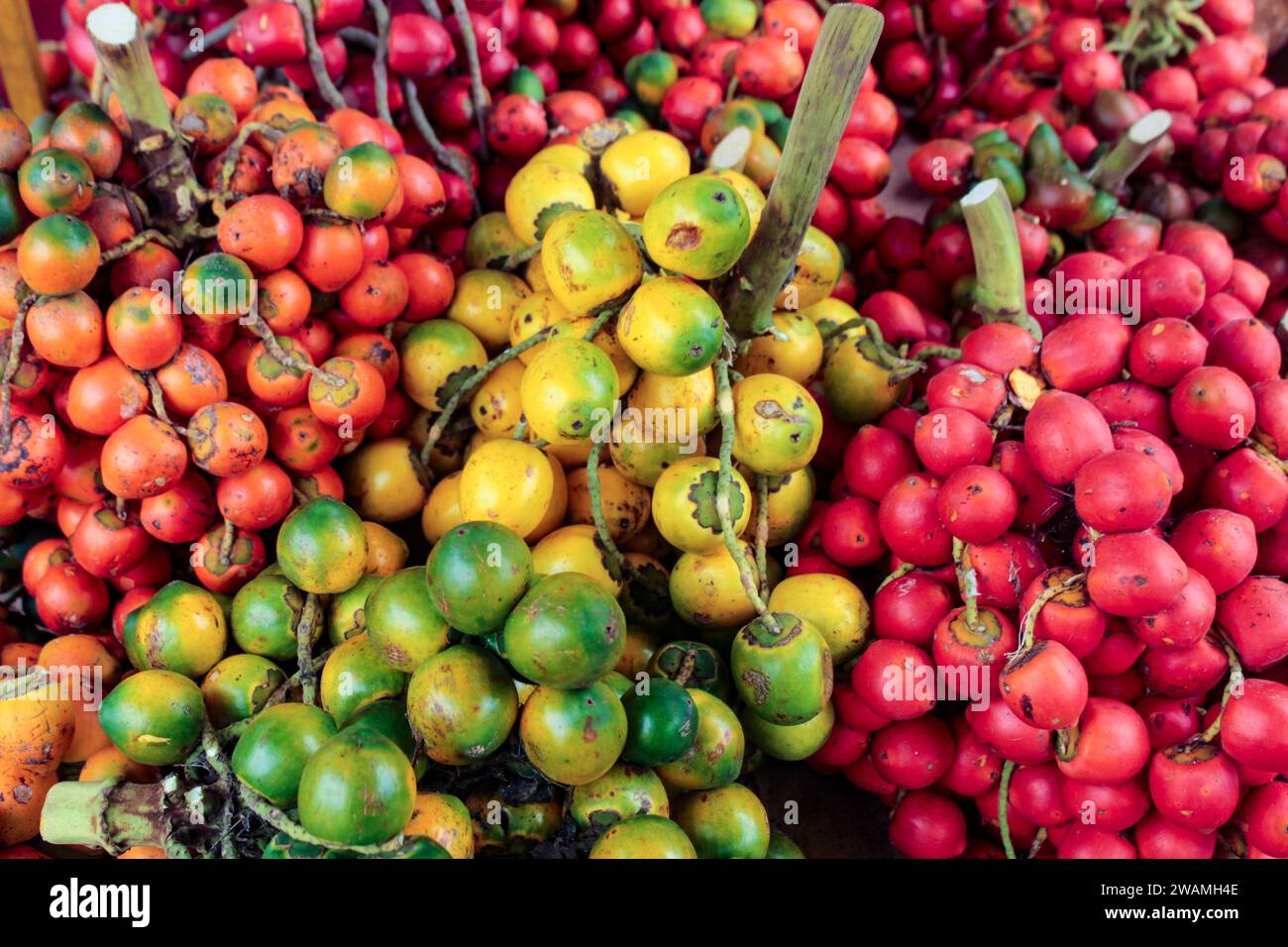 Gasipaes dos bactris hi-res stock photography and images - Alamy