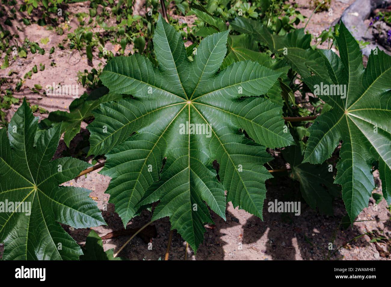 Green leaves of the castor bean, a plant with the scientific name ...
