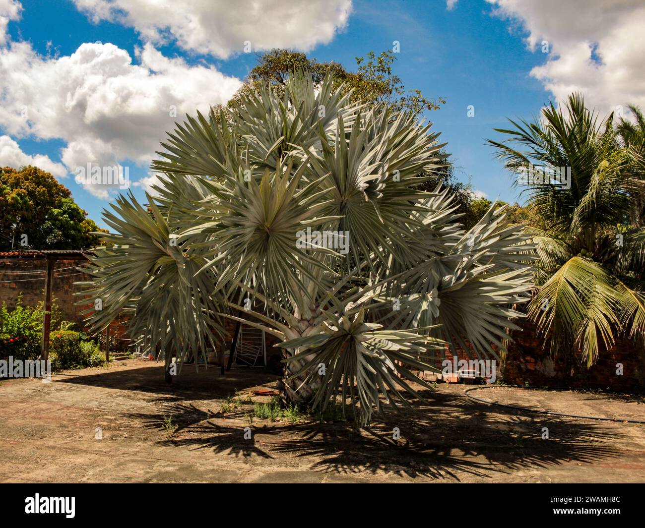 Silver palm tree Bismarckia nobilis with blue sky with white clouds in ...