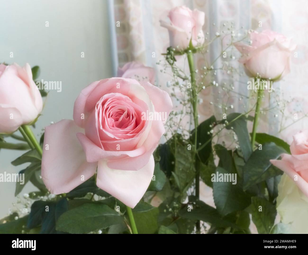 Beautiful rose with buds hi-res stock photography and images - Alamy