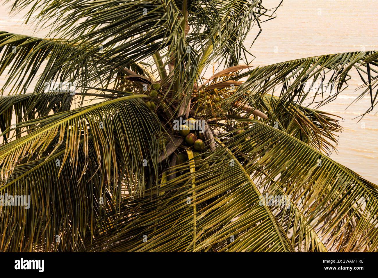 Several water coconuts on the palm tree with scientific name: Cocos ...
