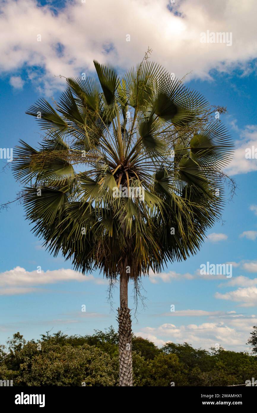 Copernicia prunifera, a palm tree, from the Arecaceae family, called ...