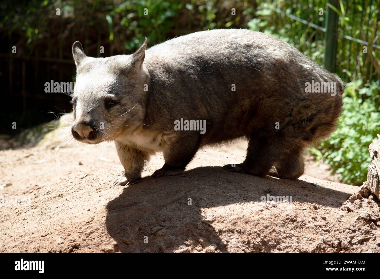 The Common Wombat has a large nose which is shiny black, much like that ...