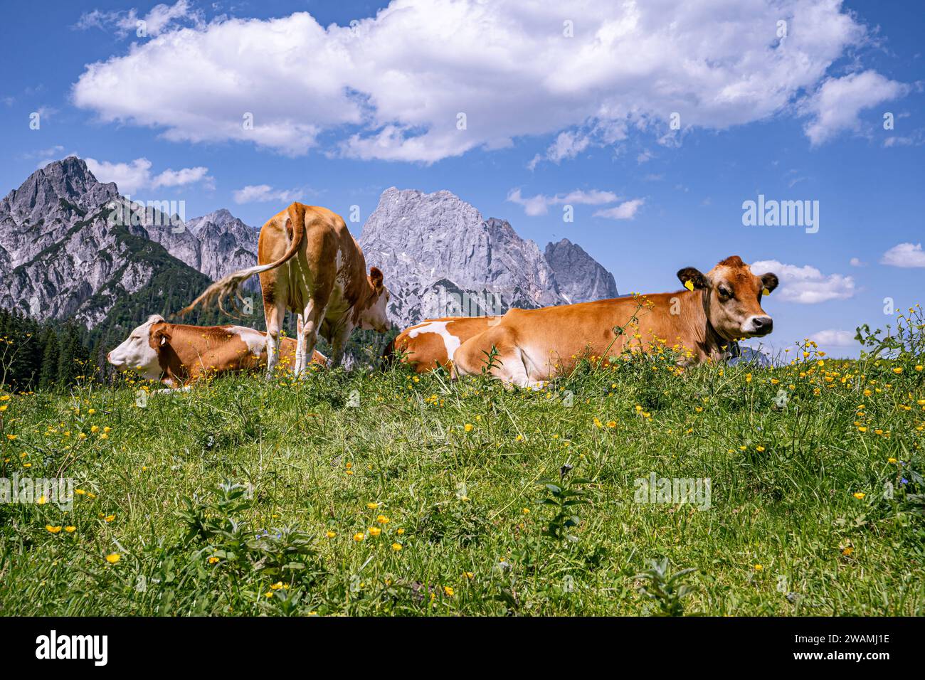 Almtourismus hi-res stock photography and images - Alamy