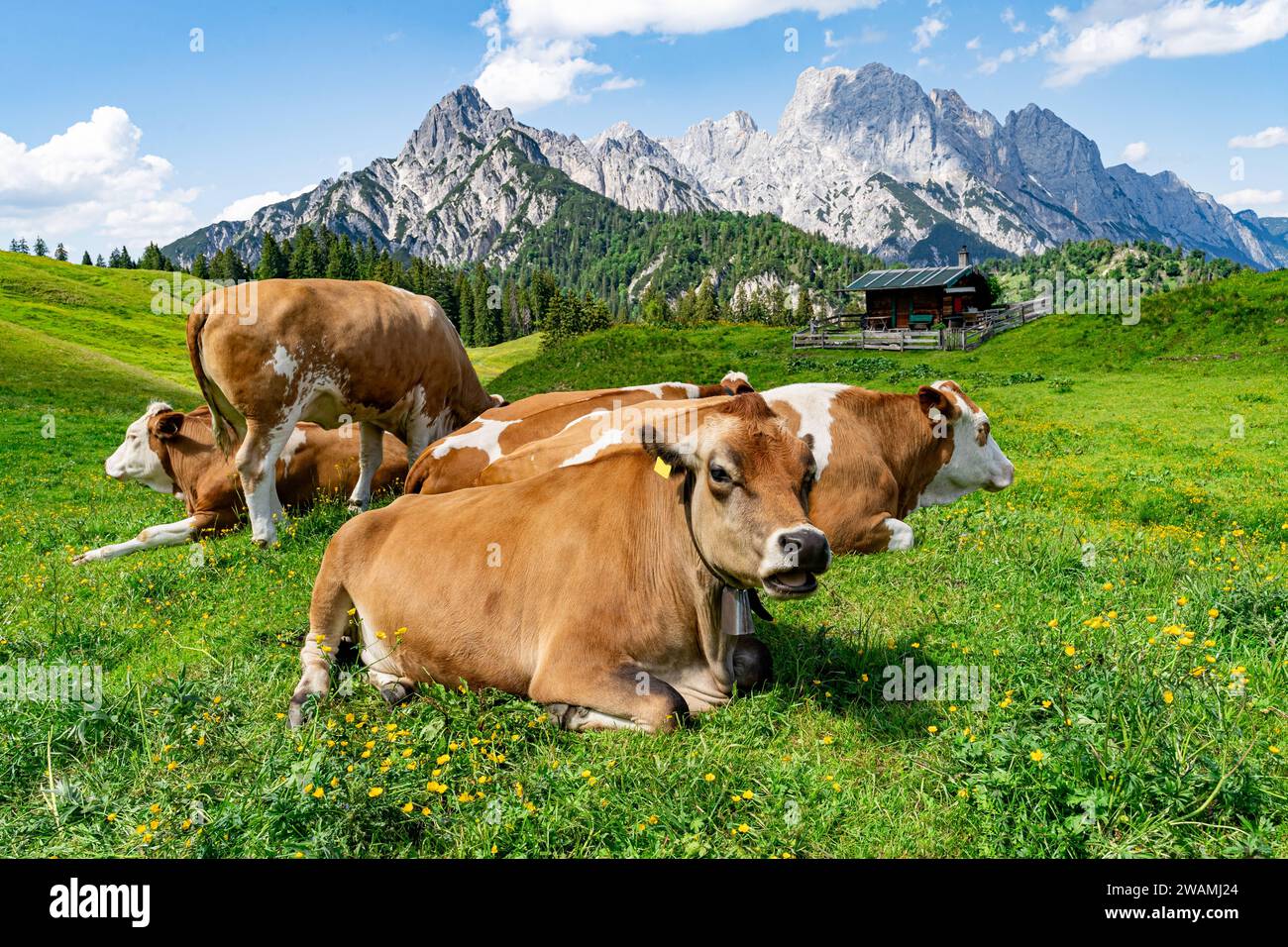 Malerische Almlandschaften - Braunvieh -Kühe mit Glocke auf der grünen ...