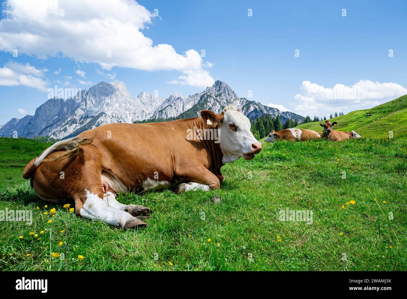 Alpenwiese hi-res stock photography and images - Alamy