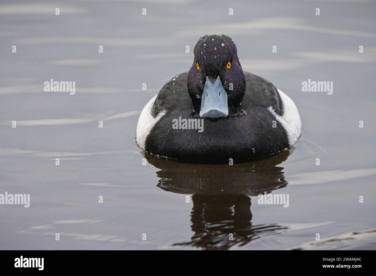 Cumbernauld hi-res stock photography and images - Alamy