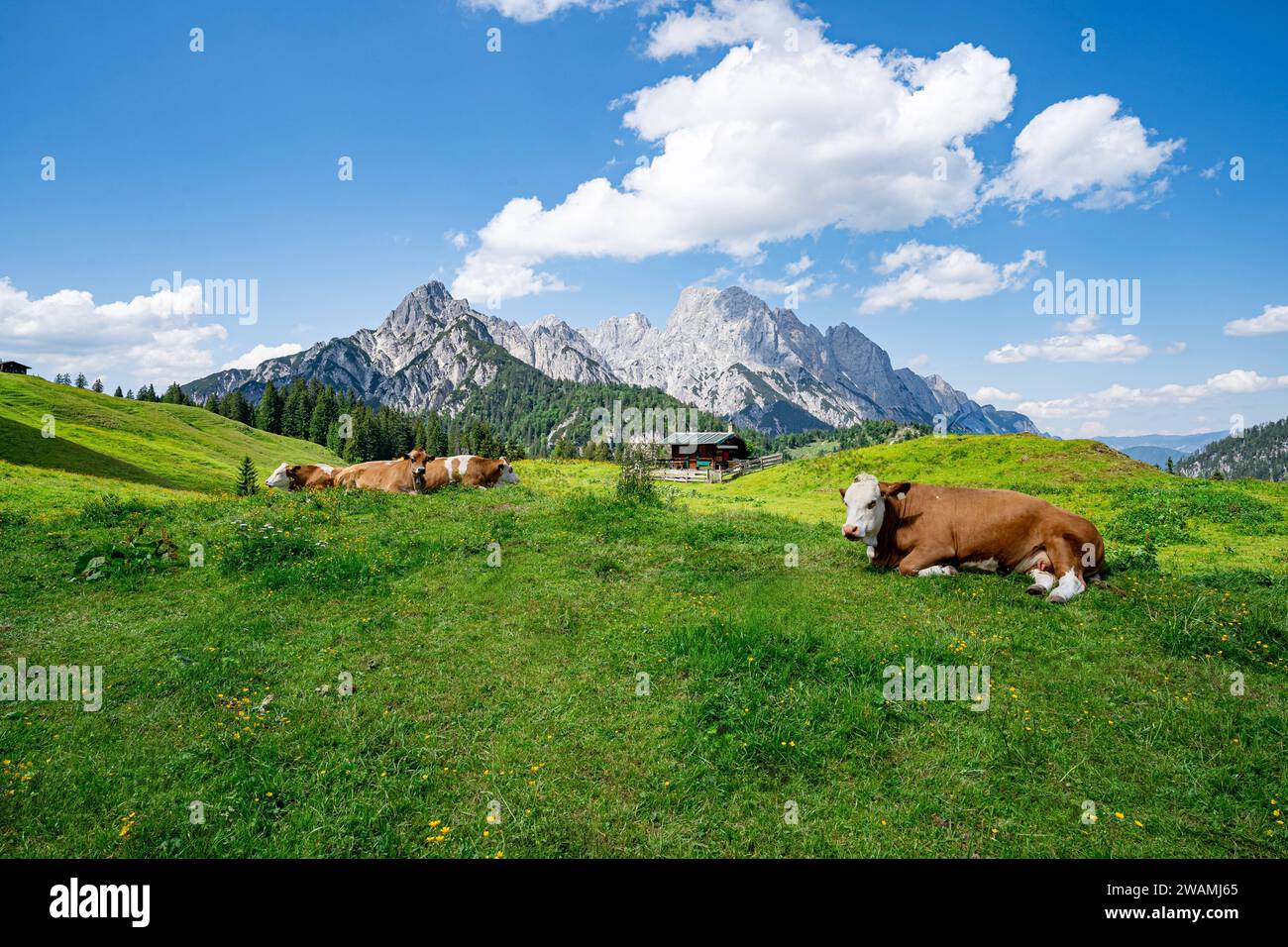 Fleckvieh - Kuh liegt entspannt auf der grünen Litzlalm mit einem imposanten Gebirge im ...