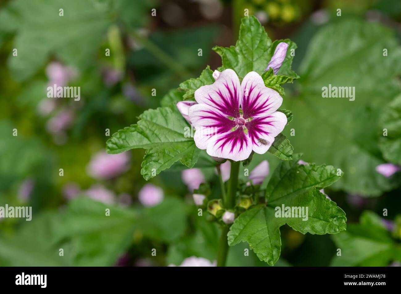 Close up of a zebrina mallow (malva sylvestris) flower in bloom Stock ...
