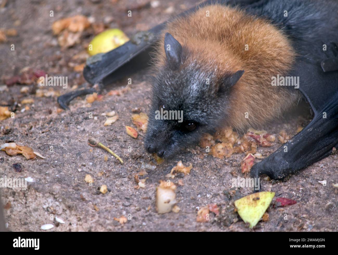 the fruit bat has a woolly fur golden colored on the head, neck ...