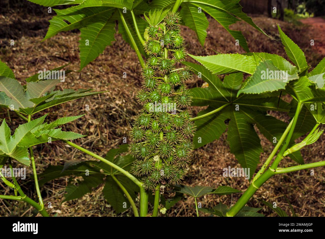 Portion of the green fruits of the castor bean, Ricinus communis L ...