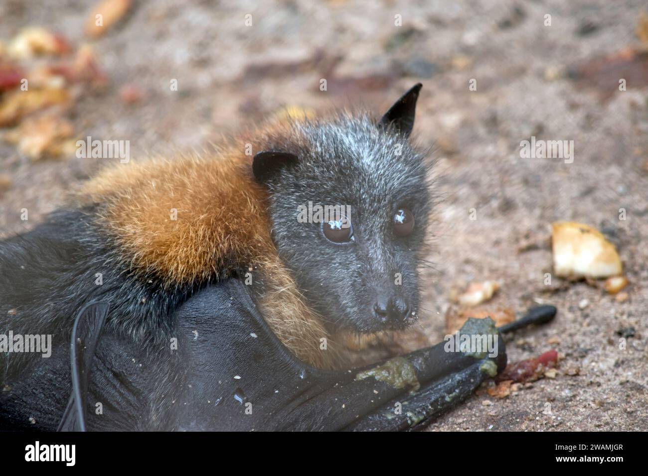 the fruit bat has a woolly fur golden colored on the head, neck ...