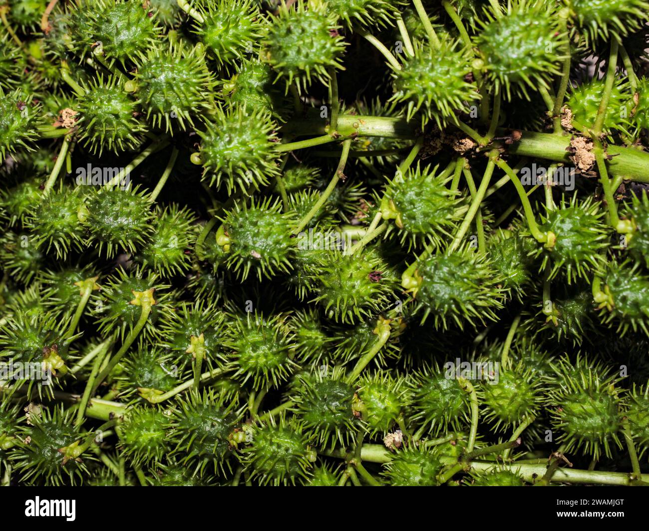 Portion of the green fruits of the castor bean, Ricinus communis L ...