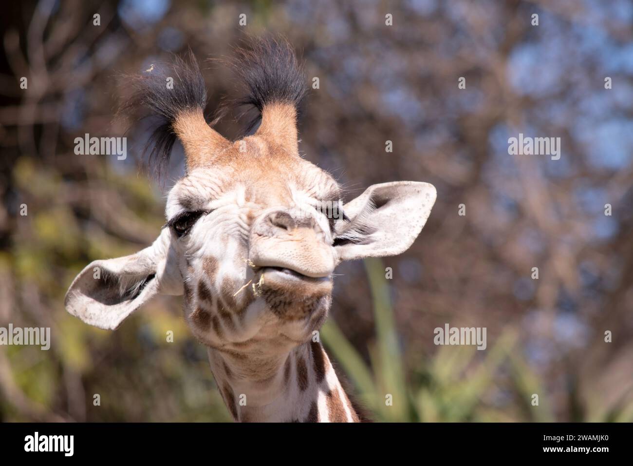 The giraffe is the tallest of all mammals. The legs and neck are ...