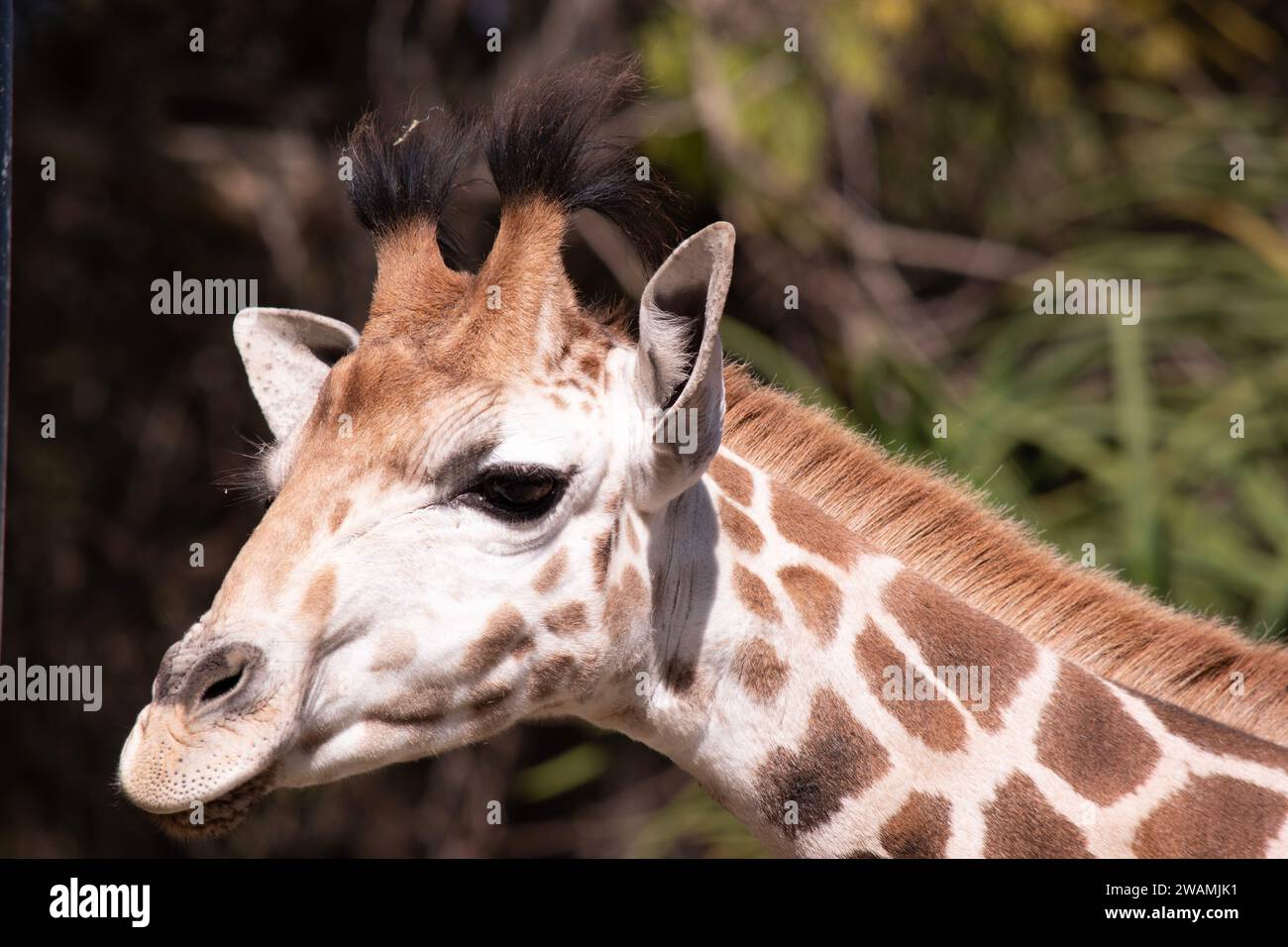 The giraffe is the tallest of all mammals. The legs and neck are ...