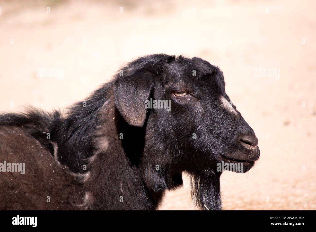 goats are herbivores, which means that they eat plants like grass and ...