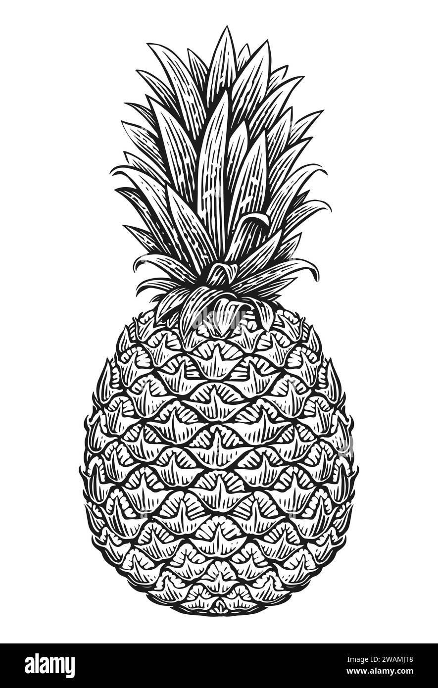 Pineapple sketch. Tropical summer fruit, hand drawn vector illustration ...