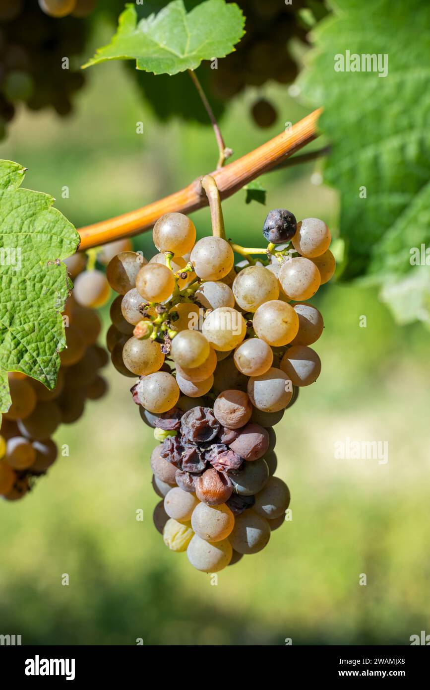 Grapes infested with rot and mold Stock Photo - Alamy