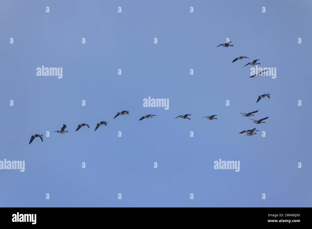 Flock of birds, Common Crane, migration in Hortobagy National Park ...