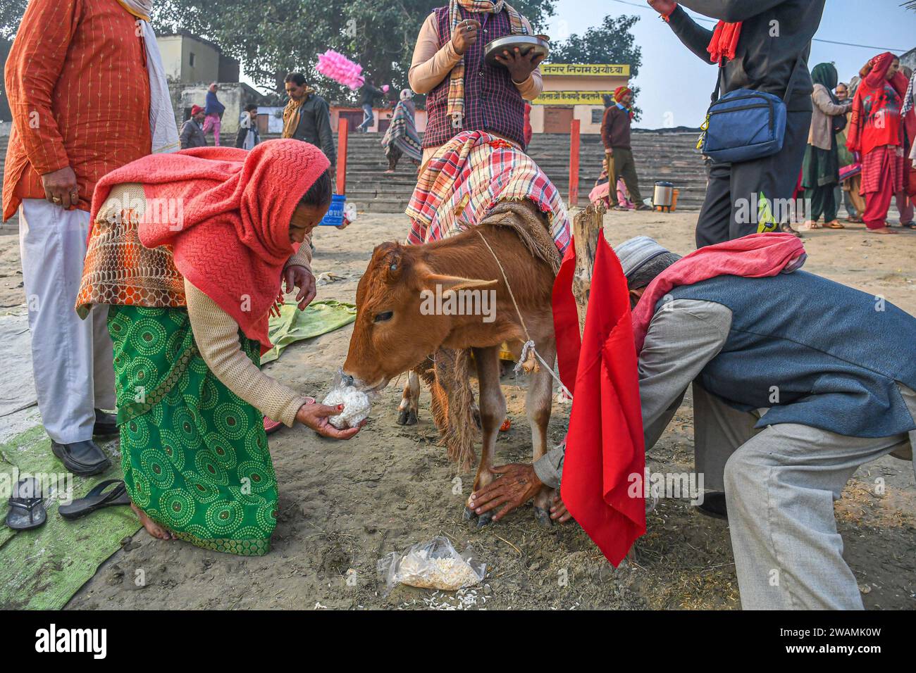 Devotees feed a cow and touch the cow's feet as part of the prayer ...