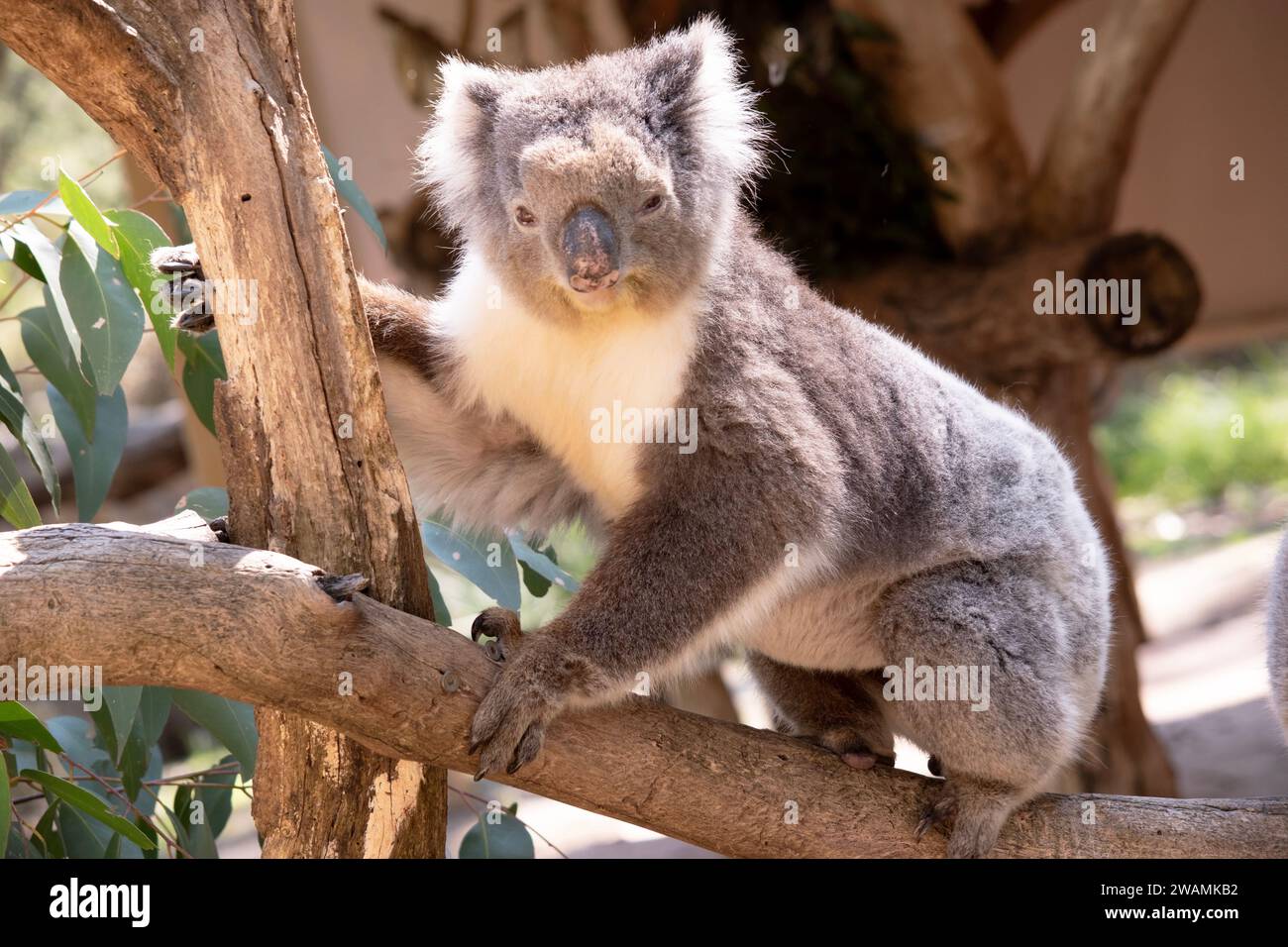 the Koala has a large round head, big furry ears and big black nose ...